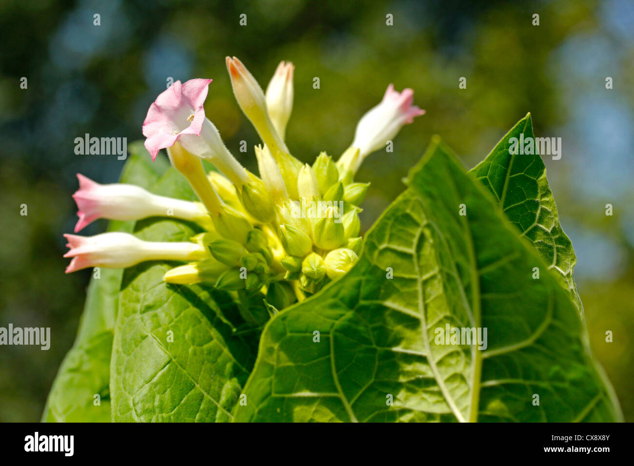 Nicotiana (solanaceae) Stockfotos und -bilder Kaufen - Seite 3 - Alamy