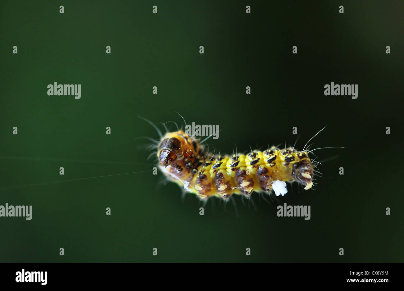 Eine gelbe Raupe Stockfotografie - Alamy