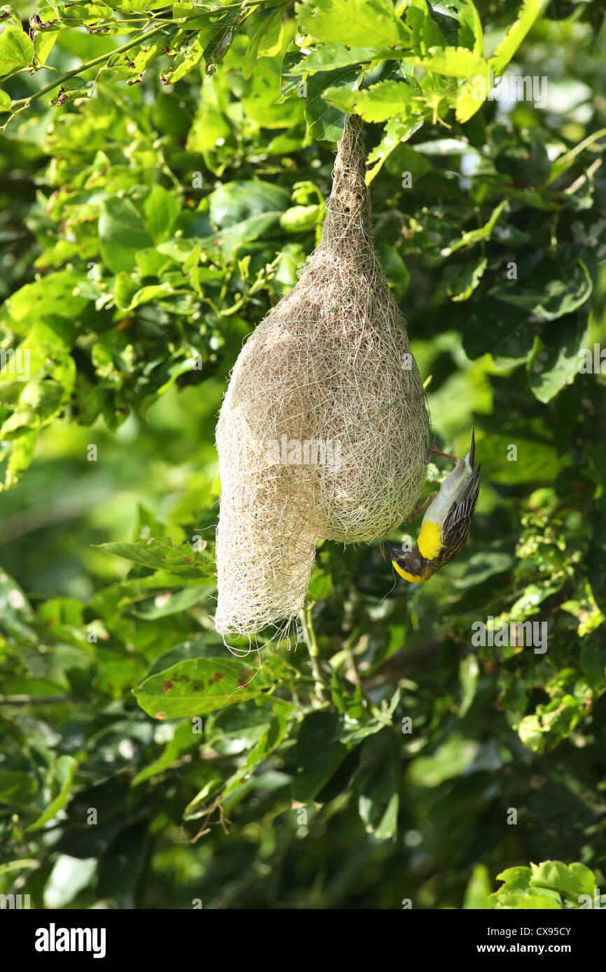 Baya weaver vogelnester -Fotos und -Bildmaterial in hoher Auflösung – Alamy