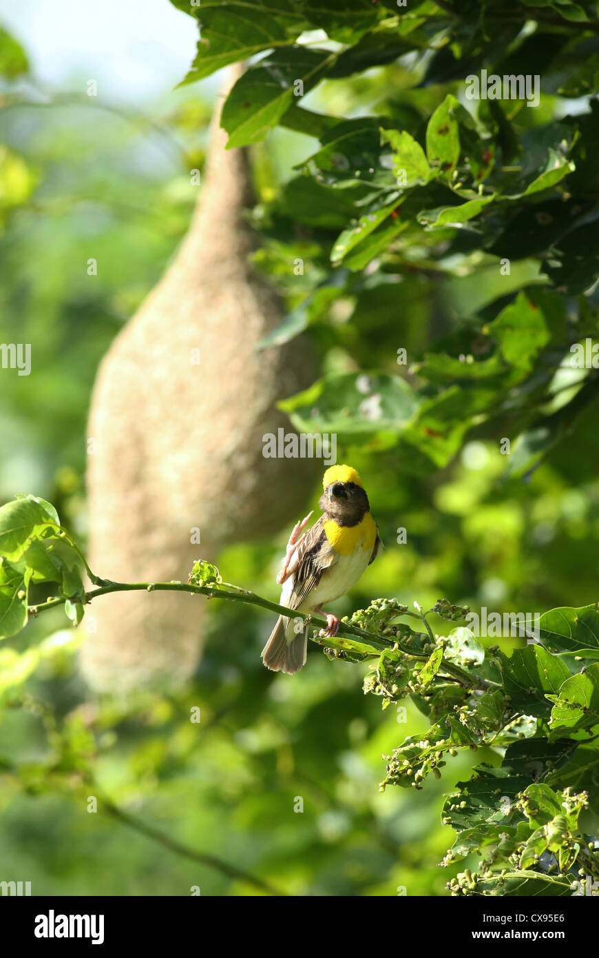 Baya weaver vogelnester -Fotos und -Bildmaterial in hoher Auflösung – Alamy