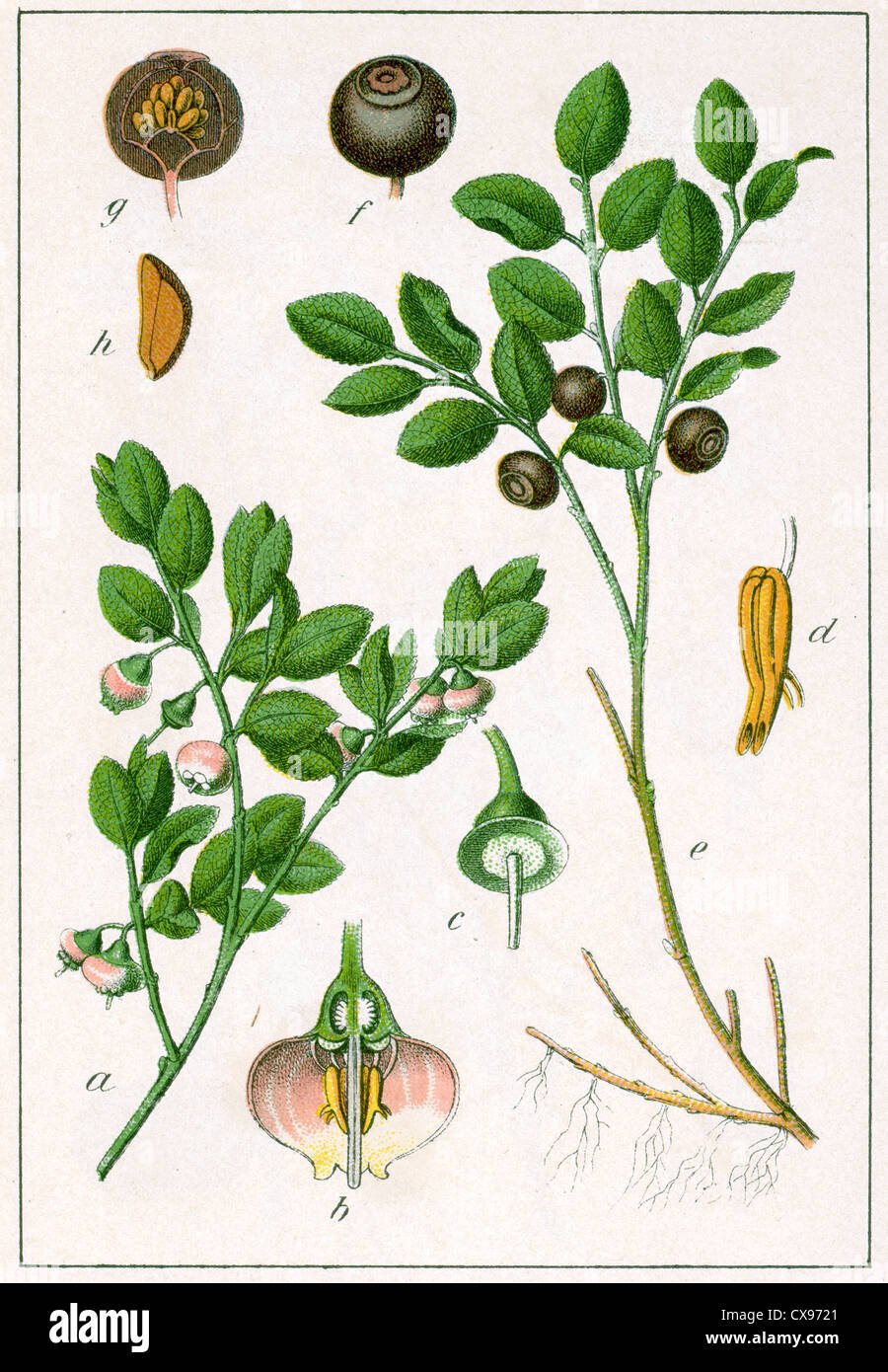 Vaccinium myrtillus l -Fotos und -Bildmaterial in hoher Auflösung – Alamy