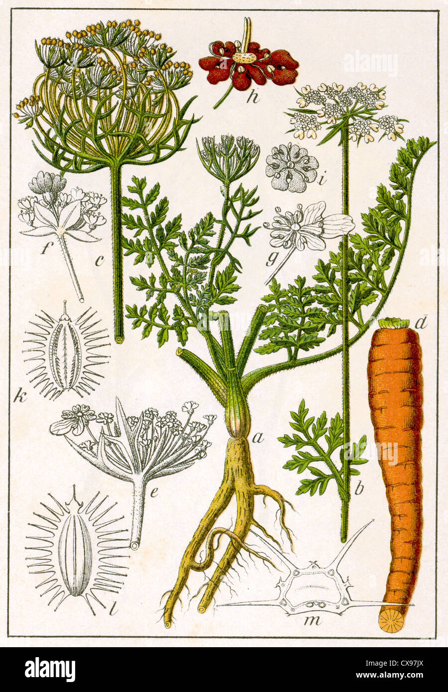 Apiaceae Daucus Carota