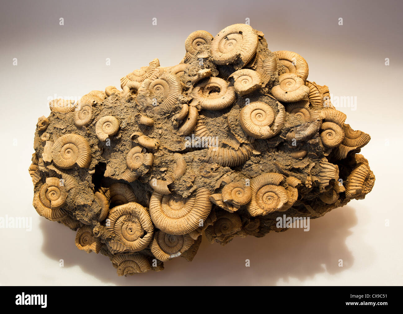 Marokkanische fossilien -Fotos und -Bildmaterial in hoher Auflösung – Alamy