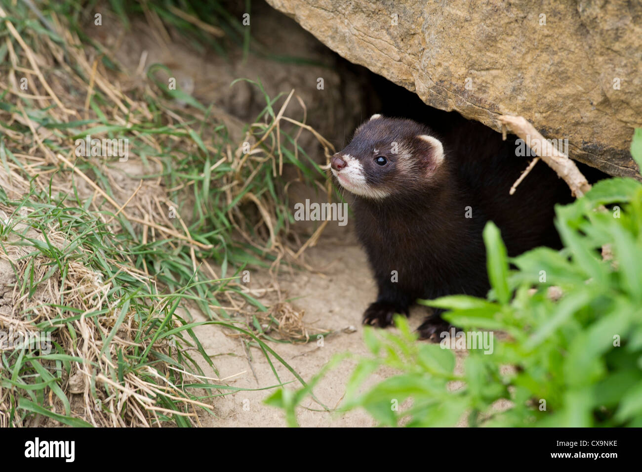 Wald iltis -Fotos und -Bildmaterial in hoher Auflösung – Alamy