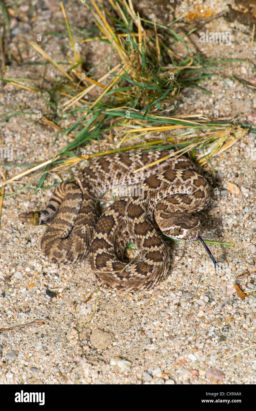 Western Diamondback Klapperschlange Crotalus Atrox Elfrida, Cochise ...