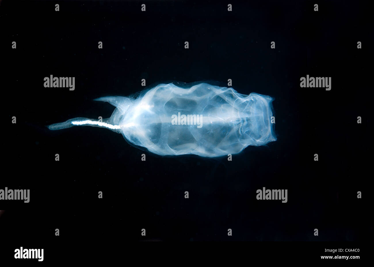 Cyclosalpa affinis -Fotos und -Bildmaterial in hoher Auflösung – Alamy