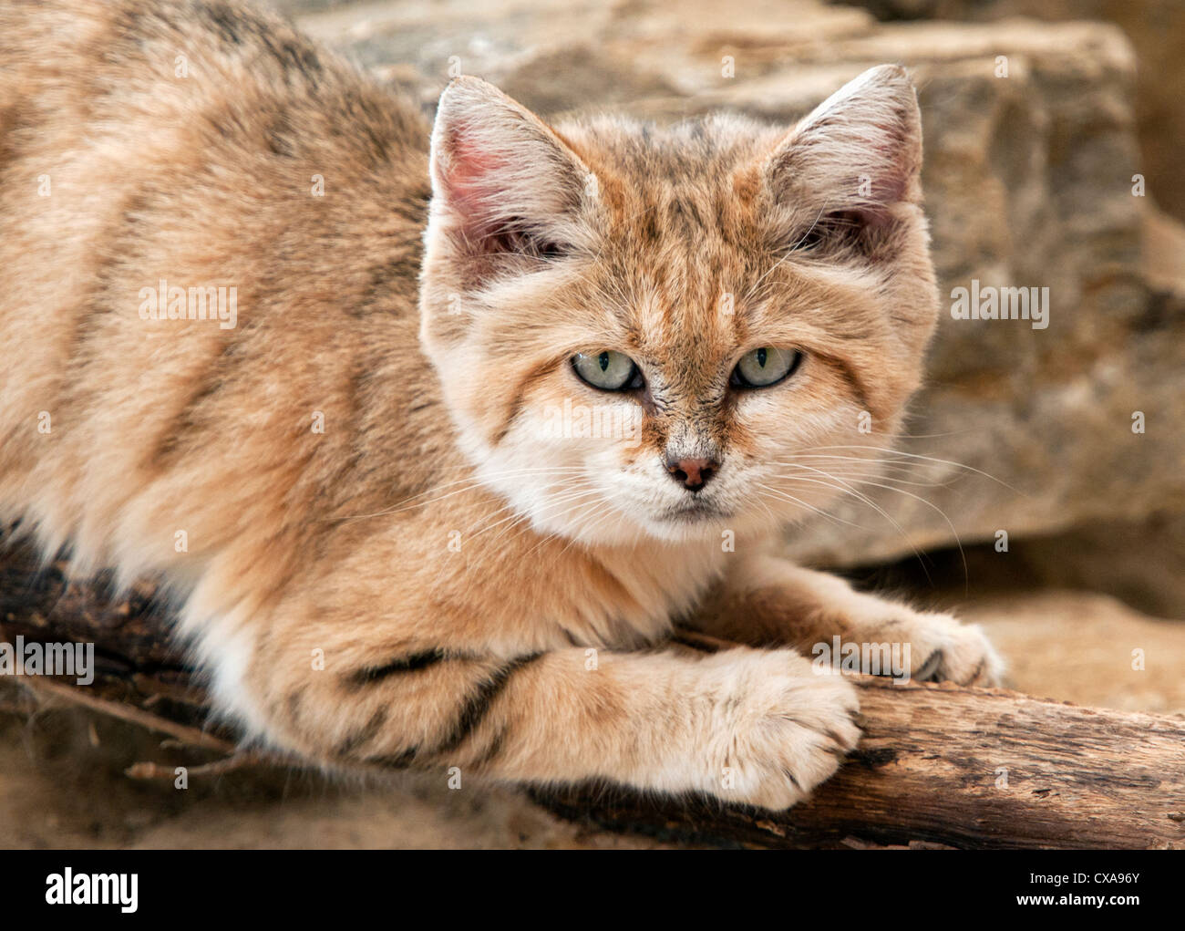 Felis margarita -Fotos und -Bildmaterial in hoher Auflösung – Alamy