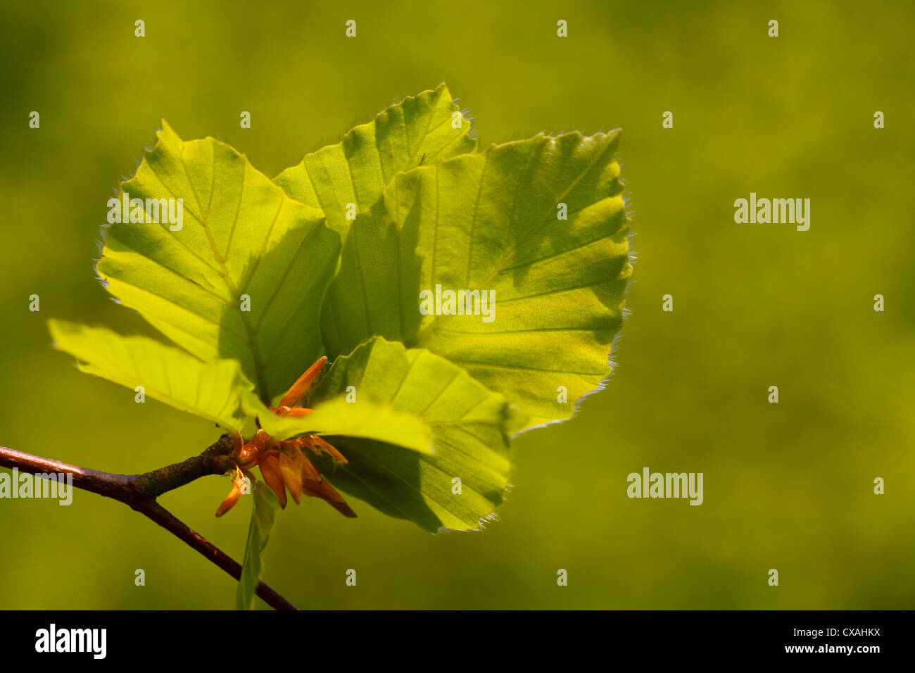 Fagus sylvatica blatt -Fotos und -Bildmaterial in hoher Auflösung – Alamy