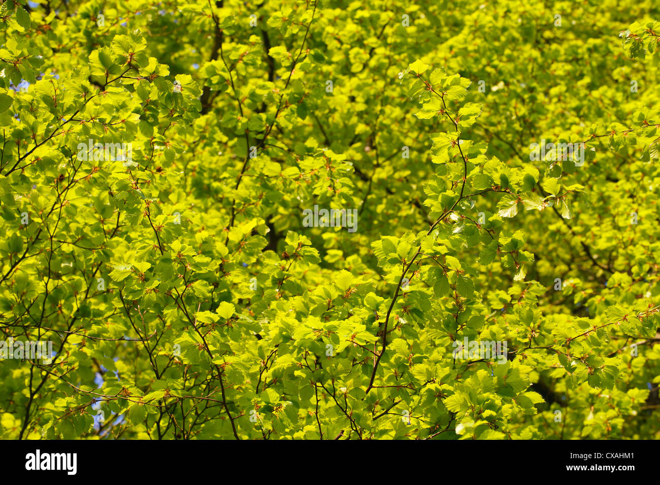 Fagus sylvatica blatt -Fotos und -Bildmaterial in hoher Auflösung – Alamy