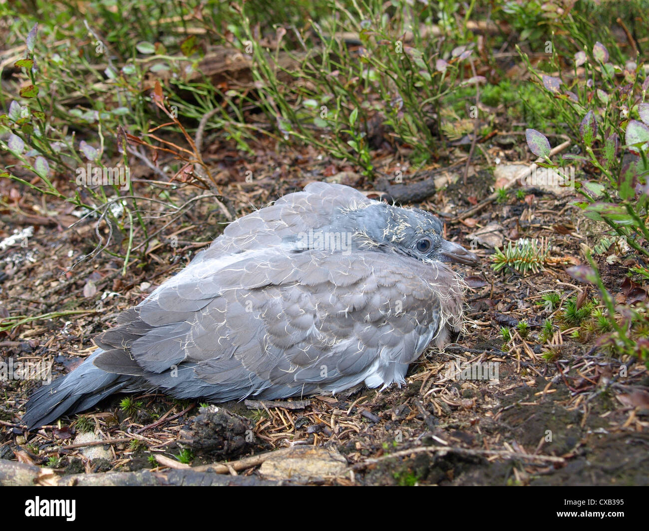 jungen gemeinsamen Ringeltaube auf Boden / Columba Palumbus / Junge ...