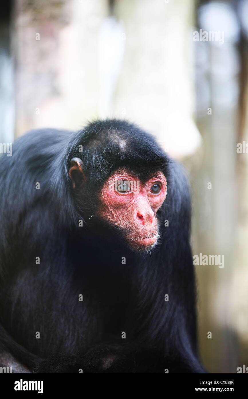 Rote klammeraffe -Fotos und -Bildmaterial in hoher Auflösung – Alamy