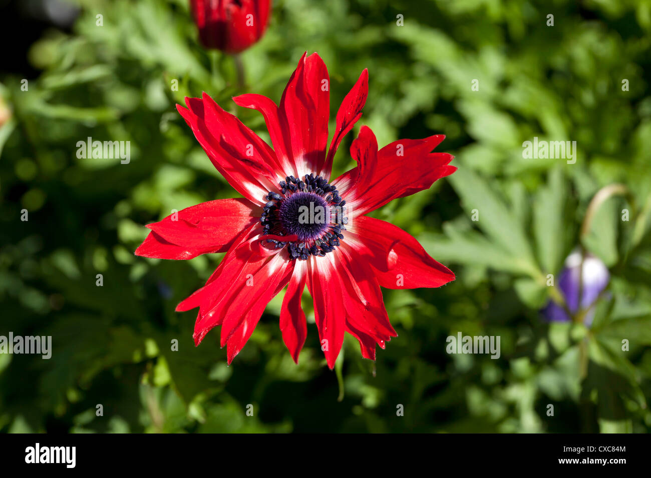 Anemone coronaria st brigid -Fotos und -Bildmaterial in hoher Auflösung ...