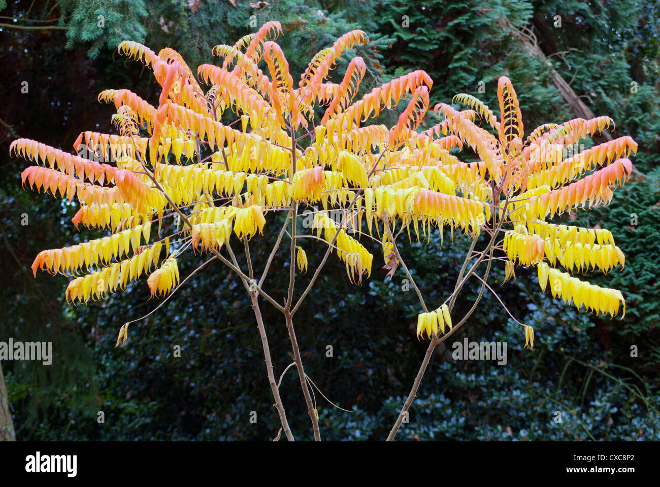 Rhus tree -Fotos und -Bildmaterial in hoher Auflösung – Alamy