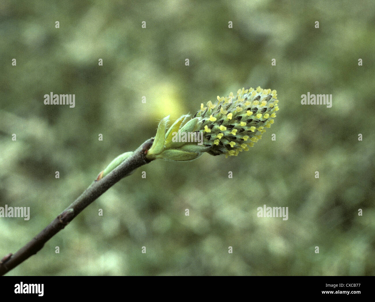 Salix korbweiden -Fotos und -Bildmaterial in hoher Auflösung – Alamy