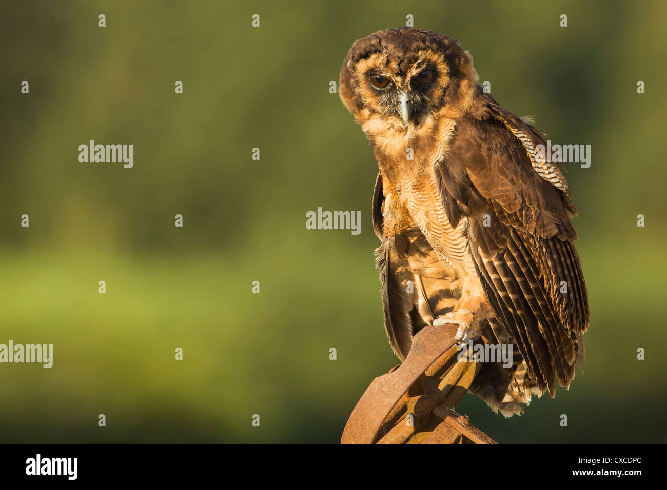 Asiatische eulen -Fotos und -Bildmaterial in hoher Auflösung – Alamy