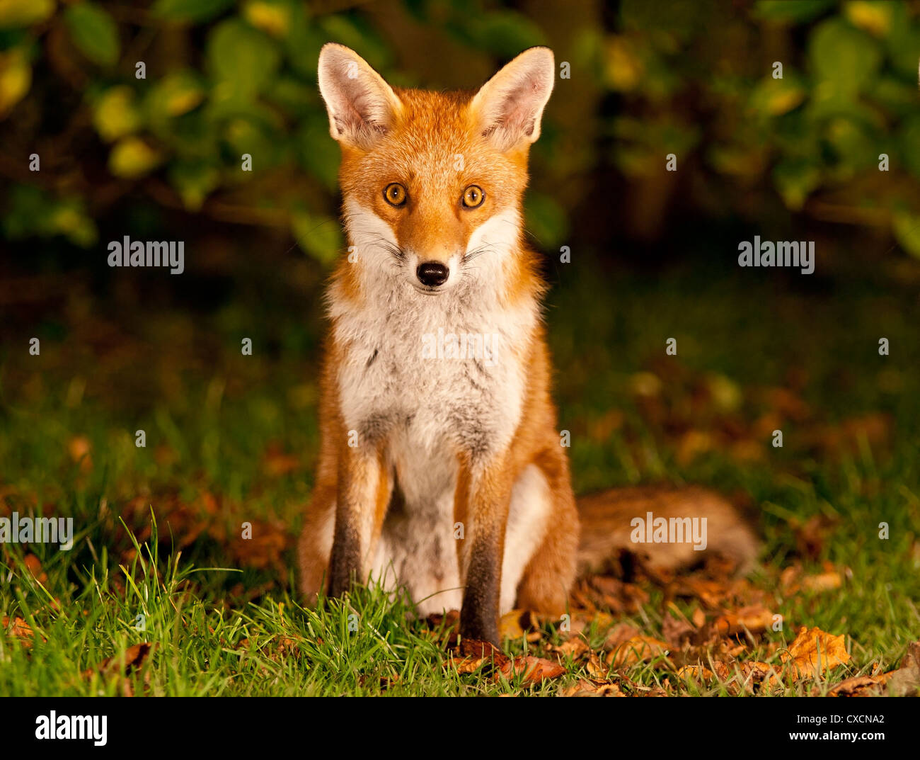 Fuchs sitzt -Fotos und -Bildmaterial in hoher Auflösung – Alamy
