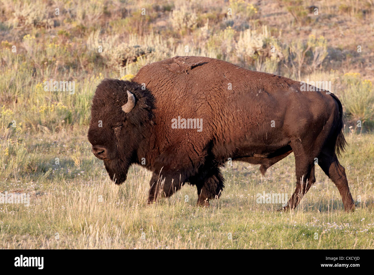 Side view male bison -Fotos und -Bildmaterial in hoher Auflösung – Alamy