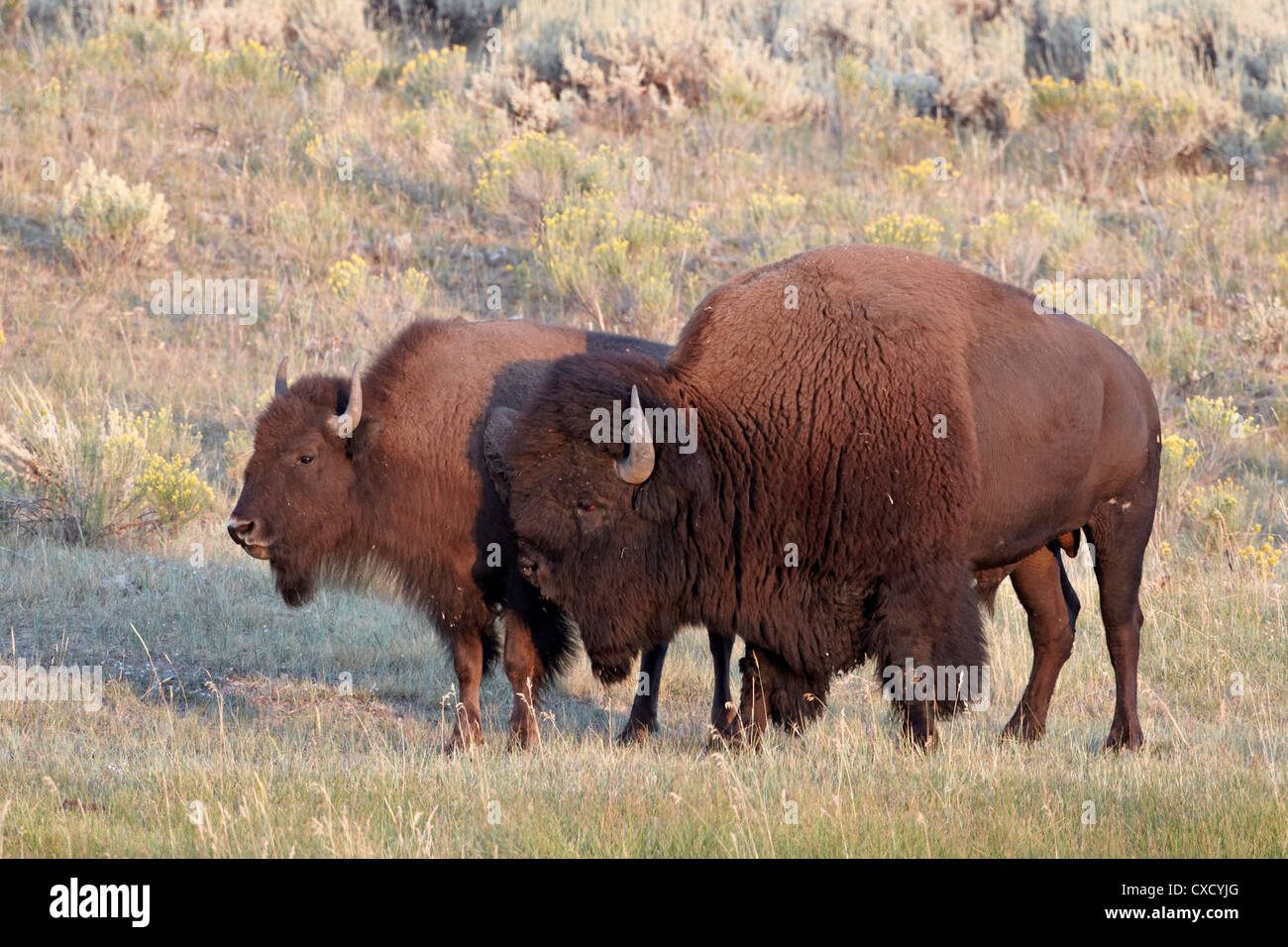 Side View Male Bison Stockfotos und -bilder Kaufen - Alamy