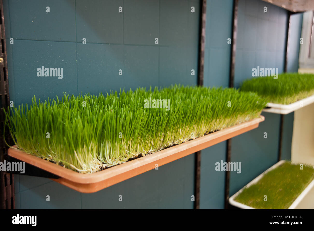 Wheat Germ Keimen auf einem Bio-Bauernhof Stockfotografie - Alamy