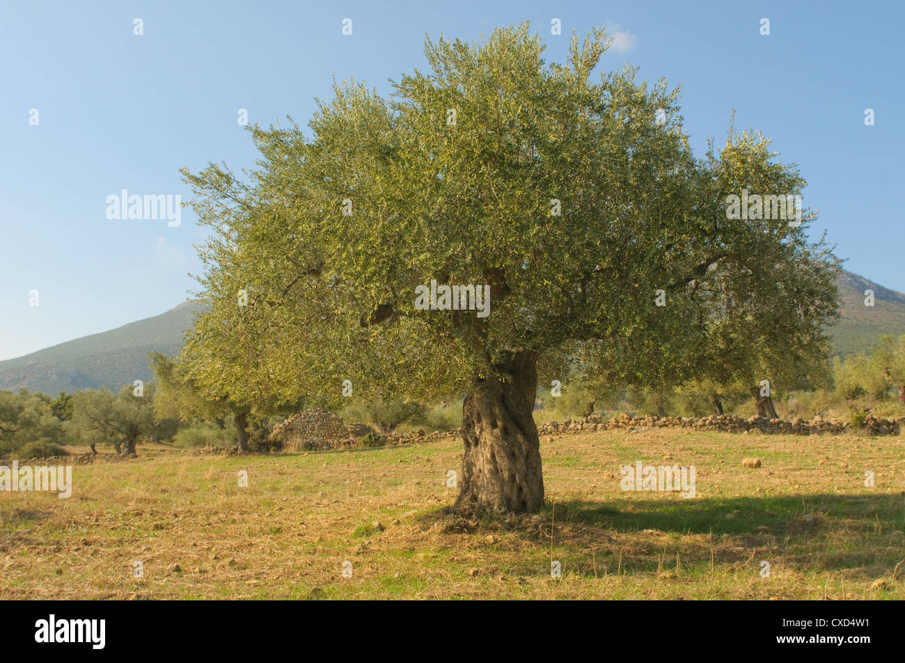 Alter olivenbaum -Fotos und -Bildmaterial in hoher Auflösung – Alamy