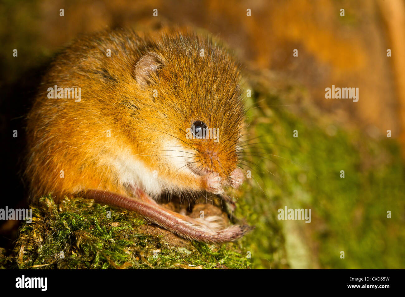Micromys minutus nest -Fotos und -Bildmaterial in hoher Auflösung – Alamy