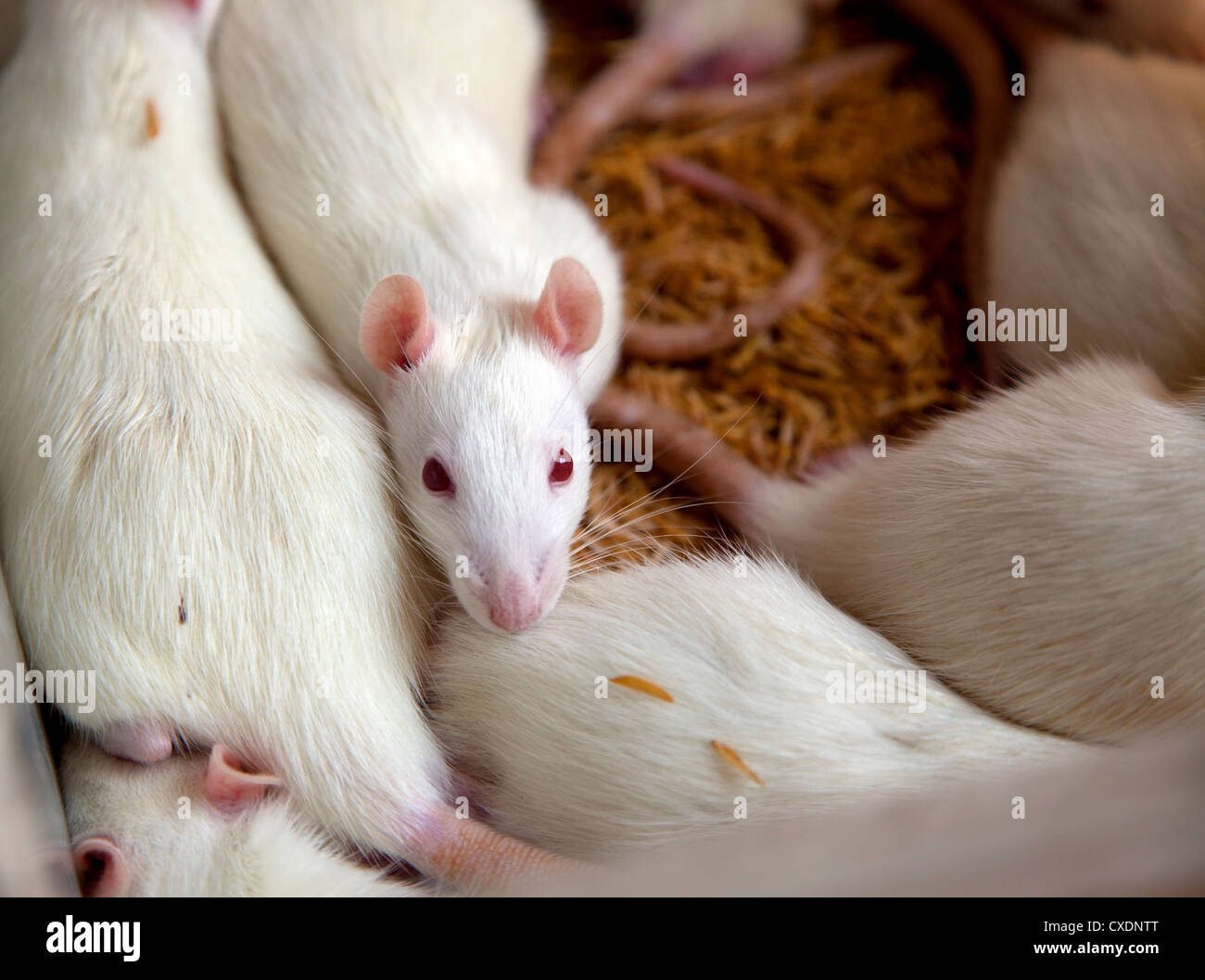Genetische experimente -Fotos und -Bildmaterial in hoher Auflösung – Alamy