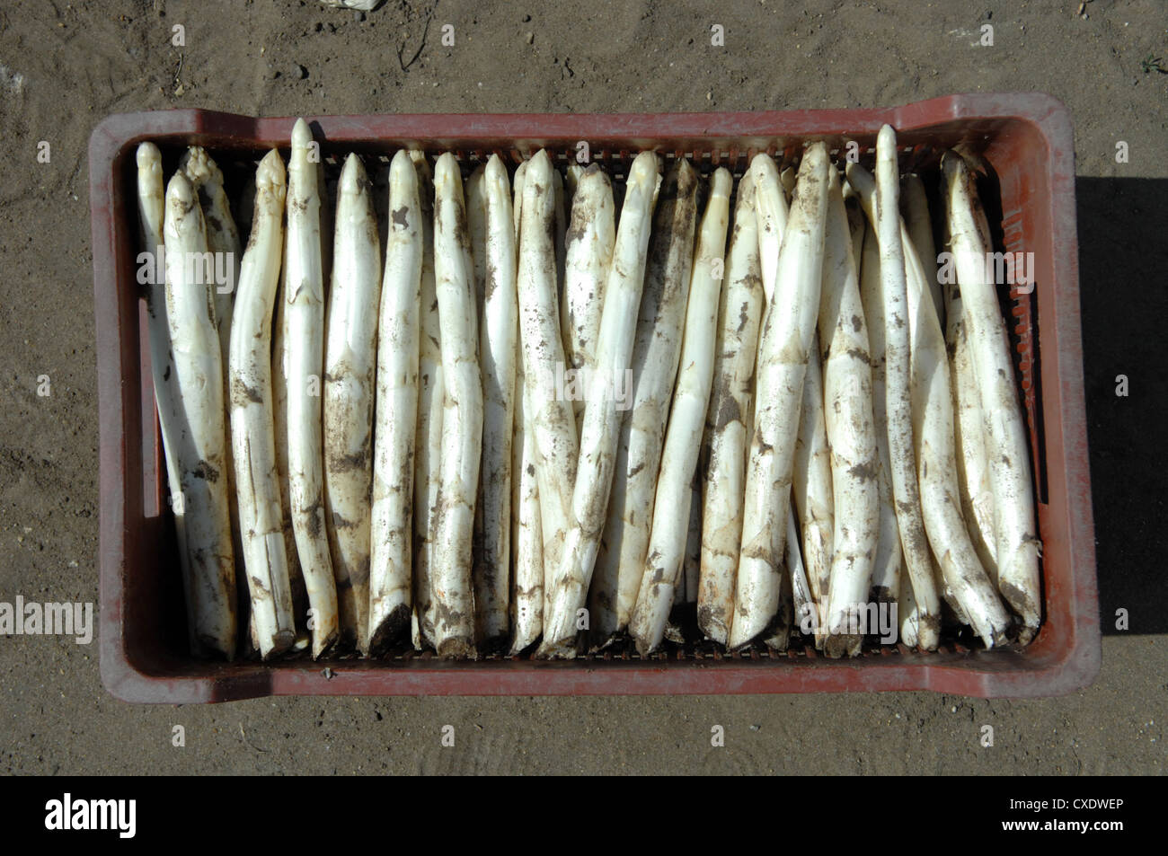 Asparagus harvest klaistow germany Stockfotos und -bilder Kaufen - Alamy