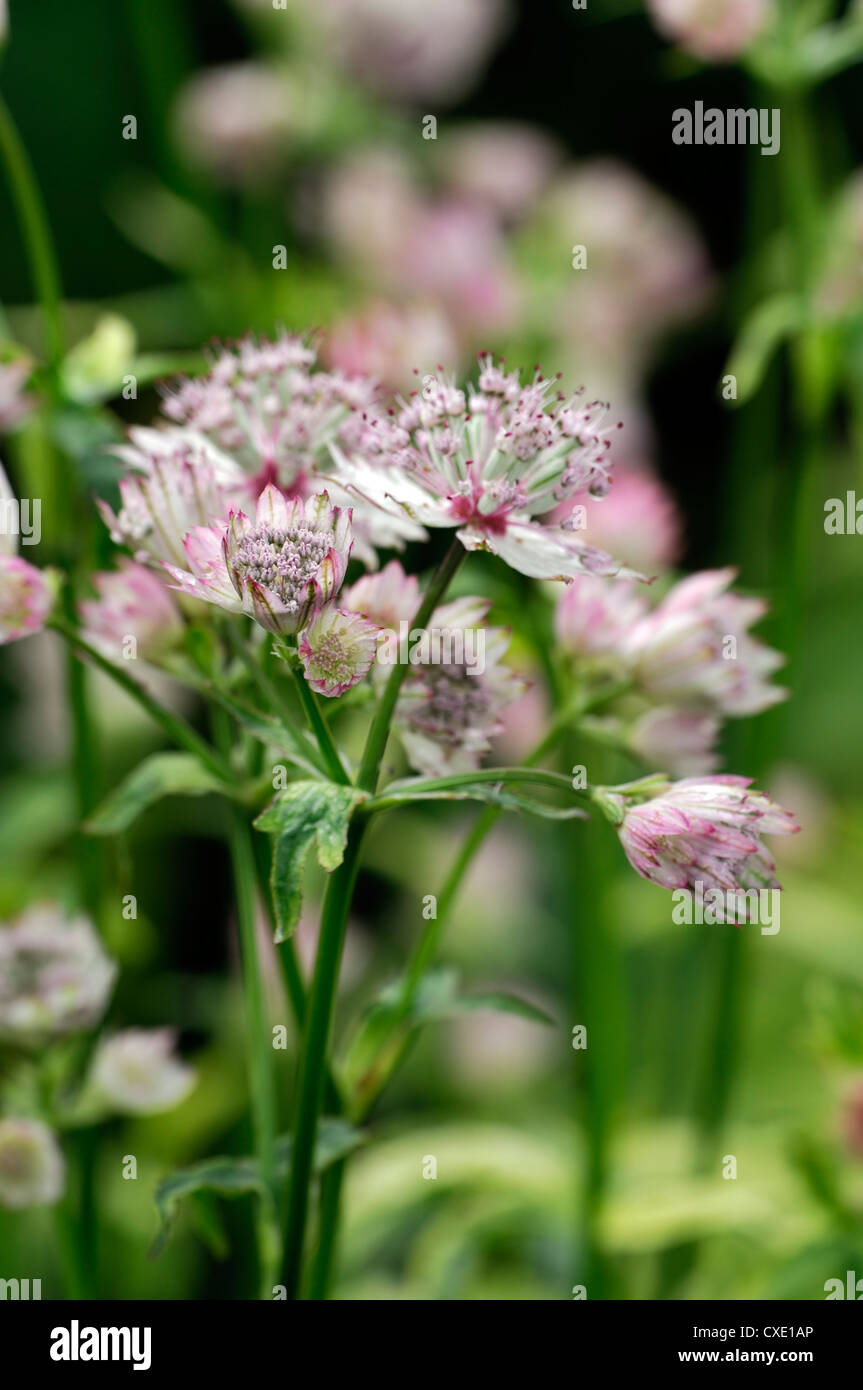 Staude Rosa Blute