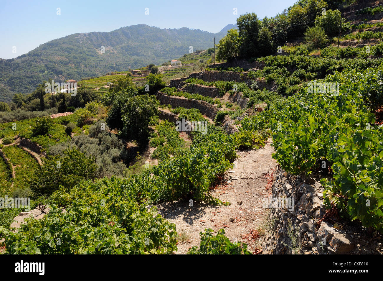 Weinrebe (Vitis SP.) und Olive (Olea Europaea) Terrassen, Manolates ...
