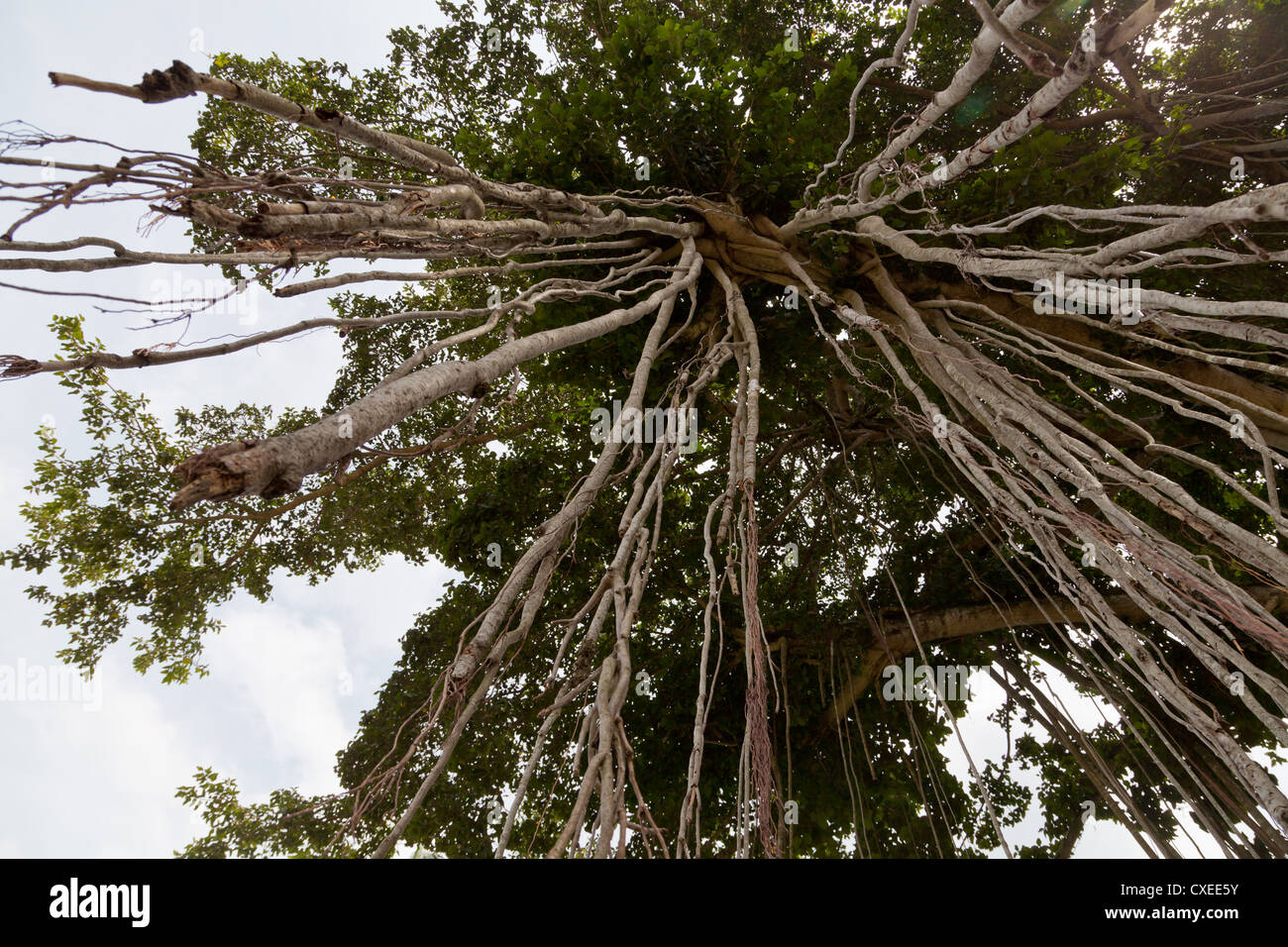 Giant java fig tree -Fotos und -Bildmaterial in hoher Auflösung – Alamy