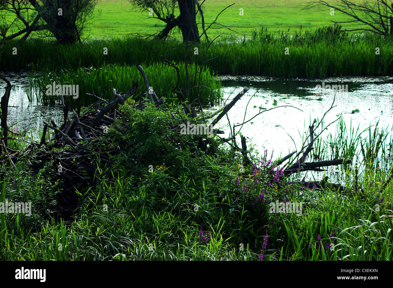 Bieber haus Stockfotos und -bilder Kaufen - Alamy