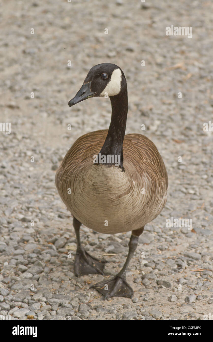 Ein neugieriges einzelnes tier -Fotos und -Bildmaterial in hoher ...