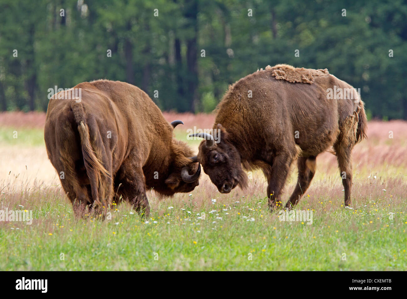 Wisente / Bison Bonasus Stockfotografie - Alamy