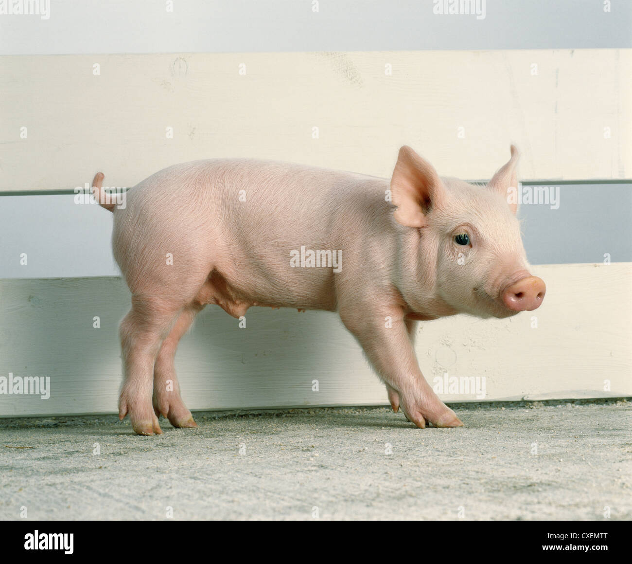Wochen altes ferkel -Fotos und -Bildmaterial in hoher Auflösung – Alamy