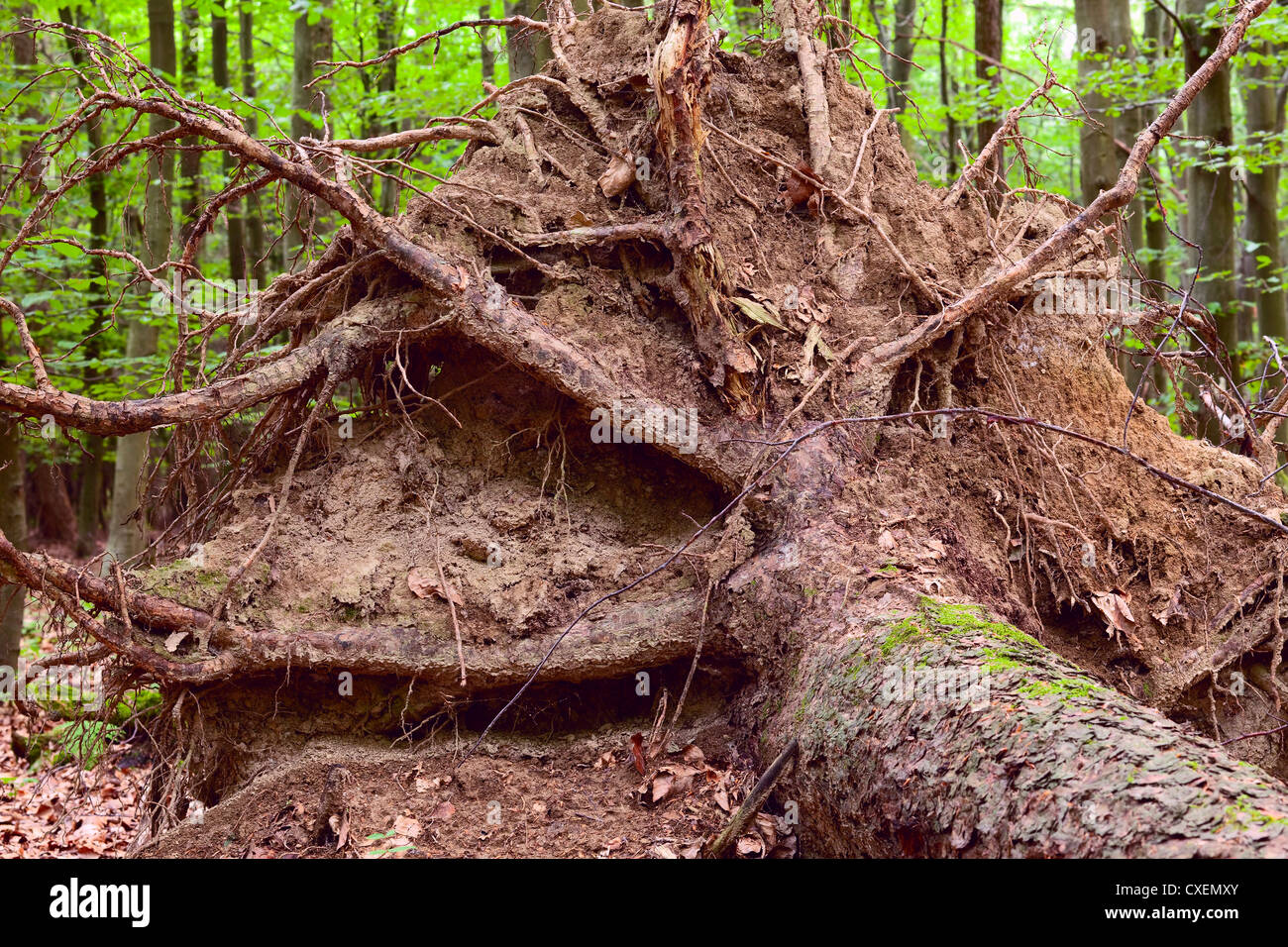Fichten wurzel -Fotos und -Bildmaterial in hoher Auflösung – Alamy