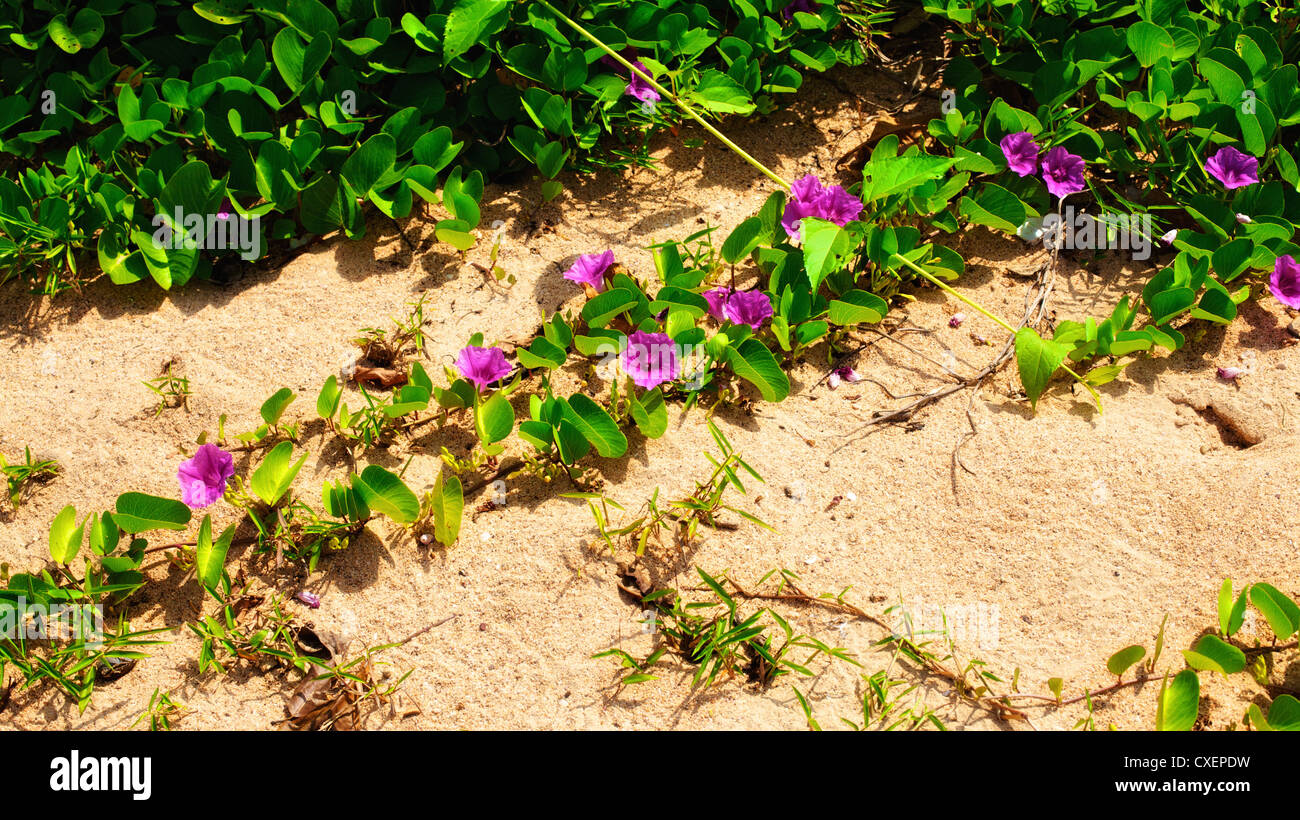 Flora am strand -Fotos und -Bildmaterial in hoher Auflösung – Alamy