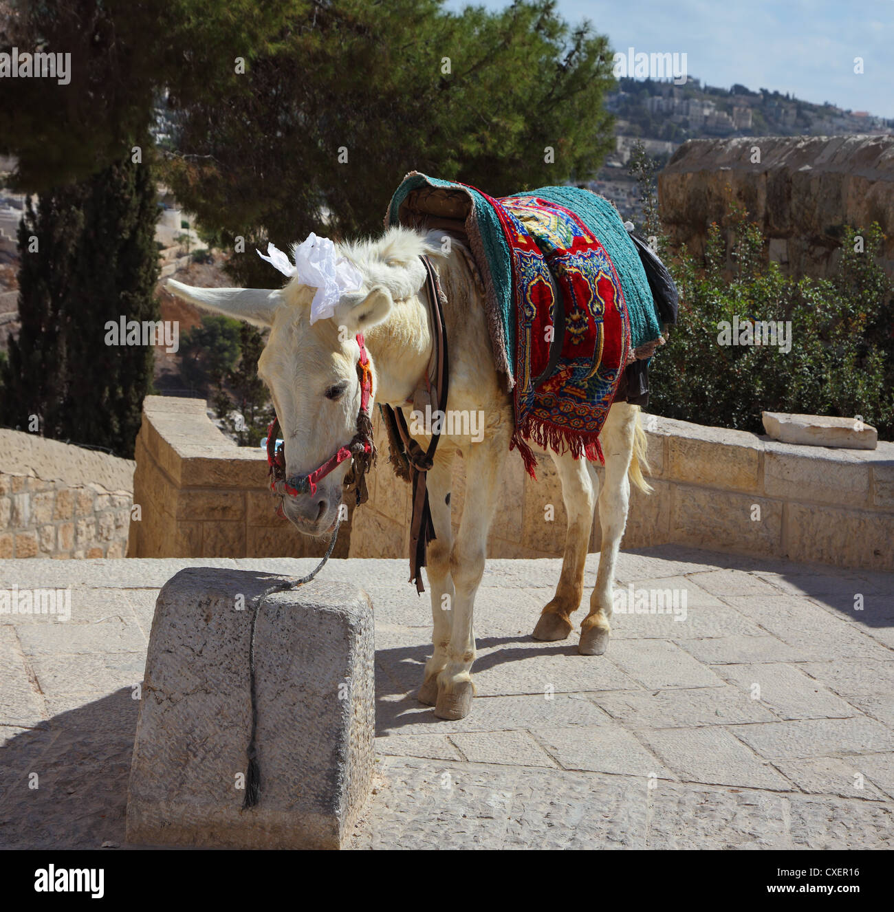 Jerusalem esel -Fotos und -Bildmaterial in hoher Auflösung – Alamy