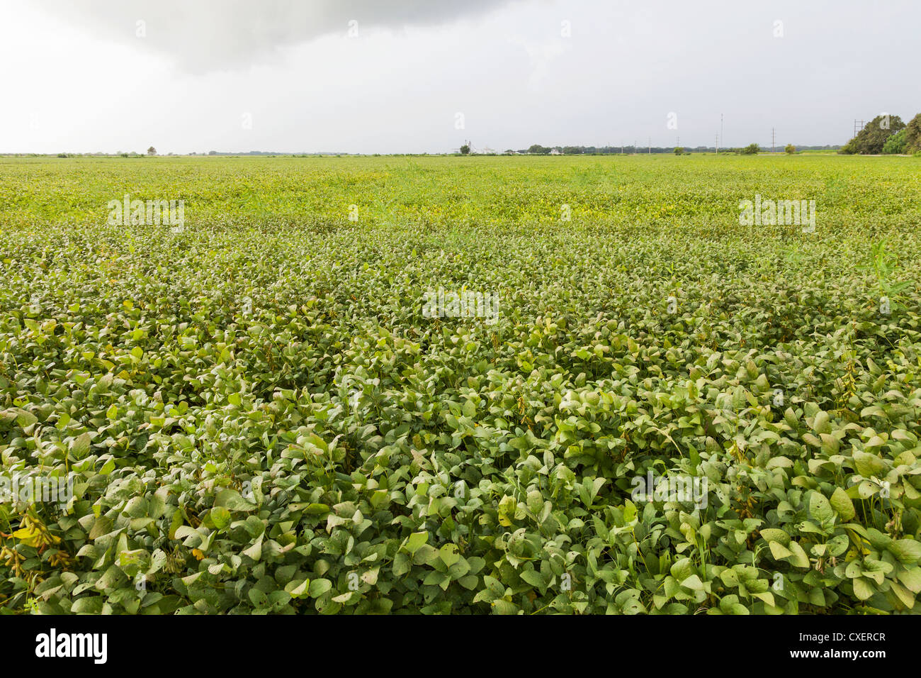 Field Beans Stockfotos und -bilder Kaufen - Alamy