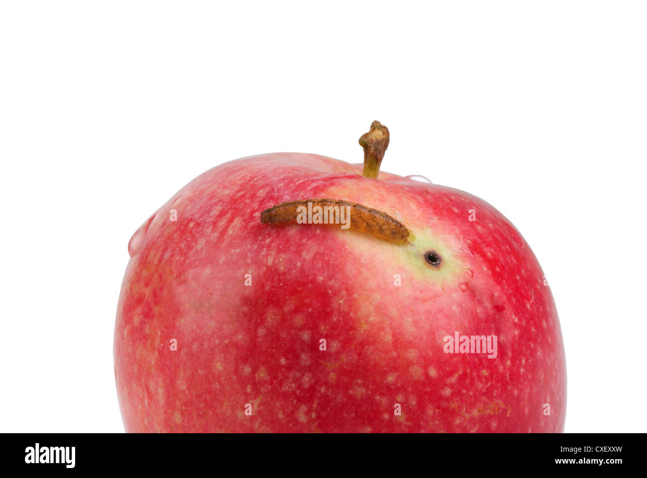 Business wurm -Fotos und -Bildmaterial in hoher Auflösung – Alamy