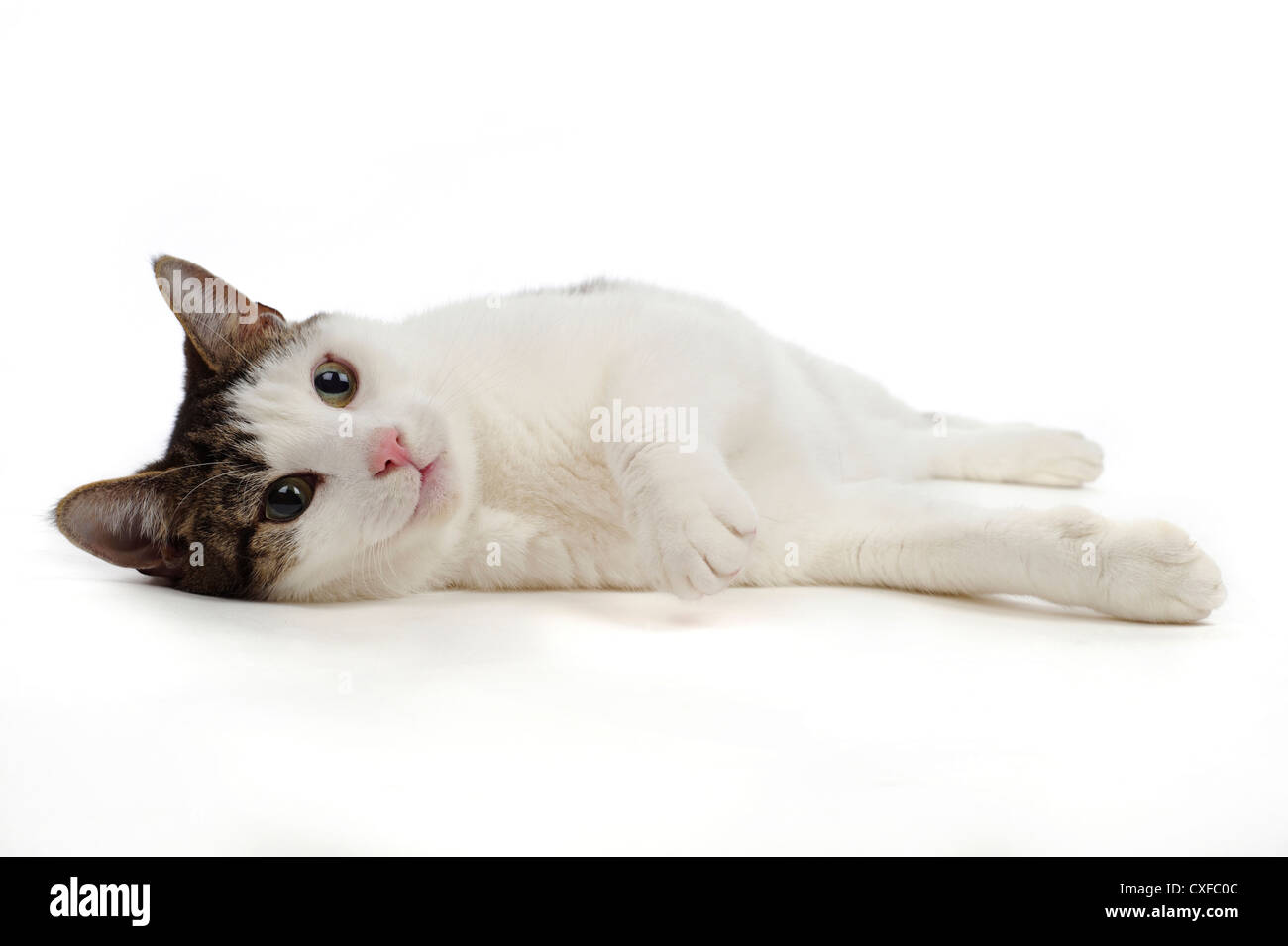 Katze liegend von der seite -Fotos und -Bildmaterial in hoher Auflösung ...