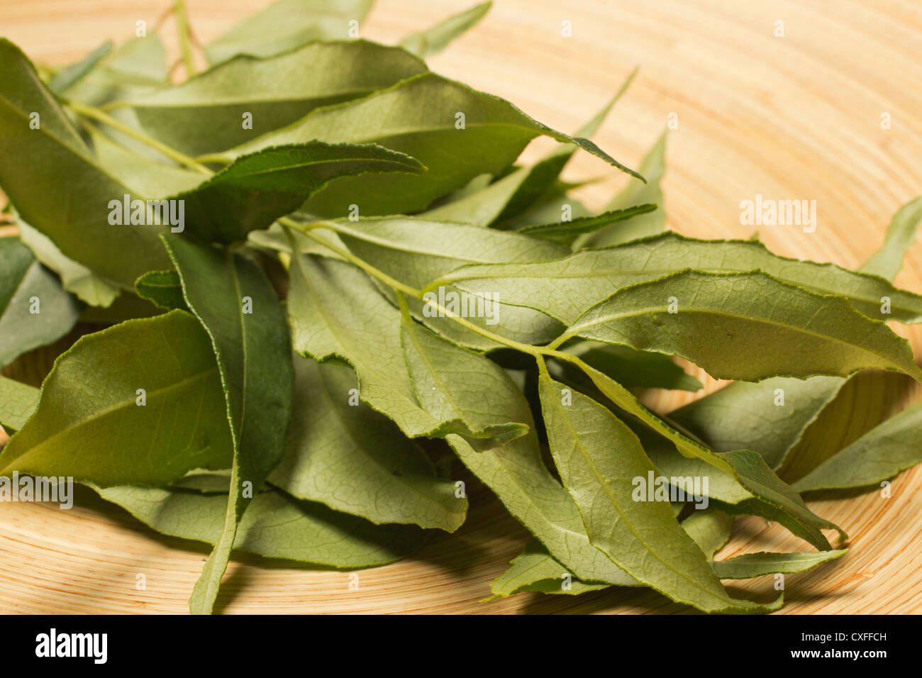 Curry leaves plant -Fotos und -Bildmaterial in hoher Auflösung – Alamy