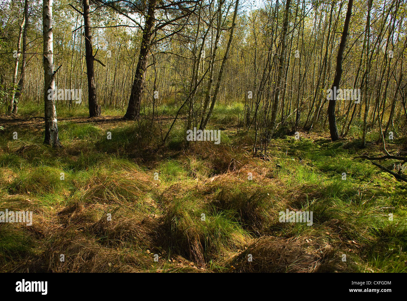 Sumpf moos -Fotos und -Bildmaterial in hoher Auflösung – Alamy