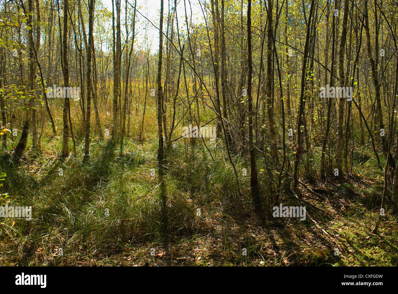 Sumpf moos -Fotos und -Bildmaterial in hoher Auflösung – Alamy