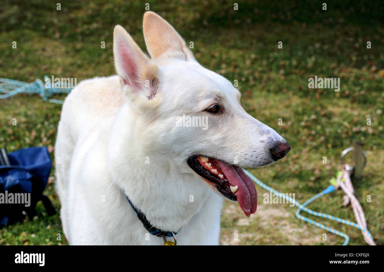 Seltene reinrassige weiße Schweizer Sheppard am zehnten jährlichen Gold ...
