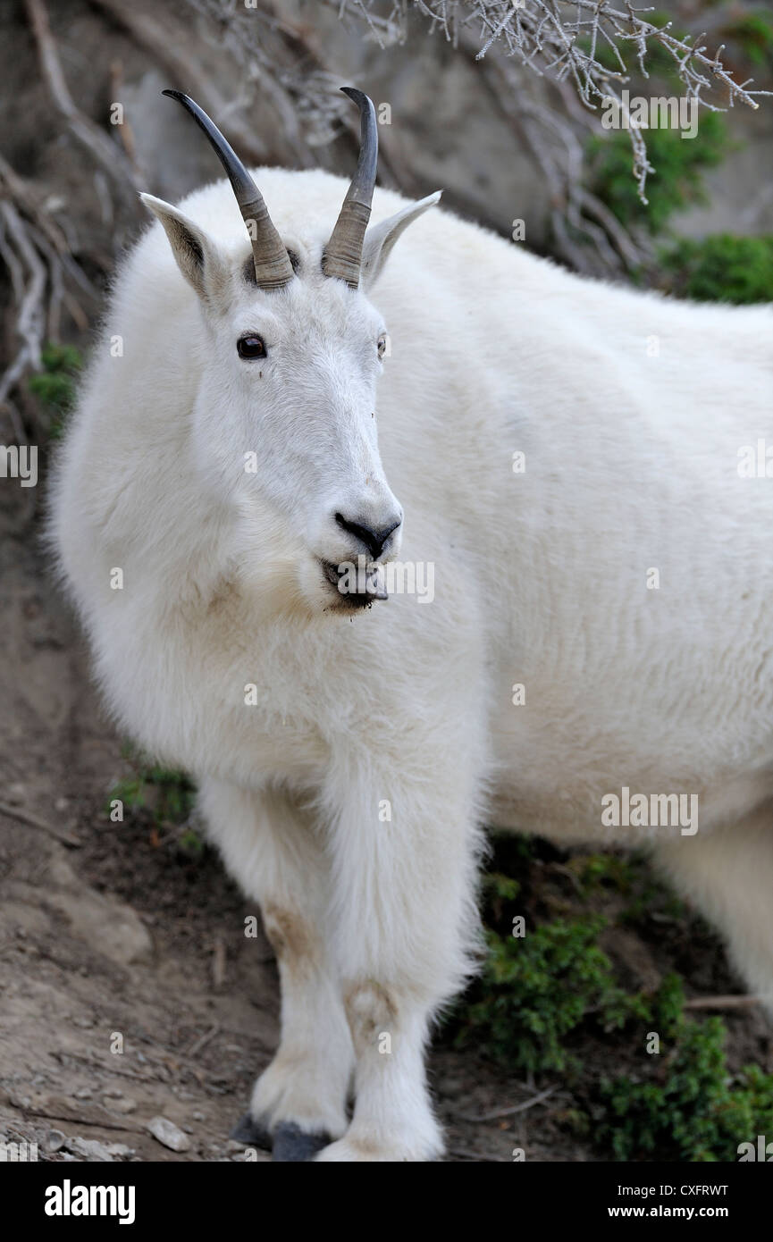 Ziege Stehend Stockfotos und -bilder Kaufen - Alamy