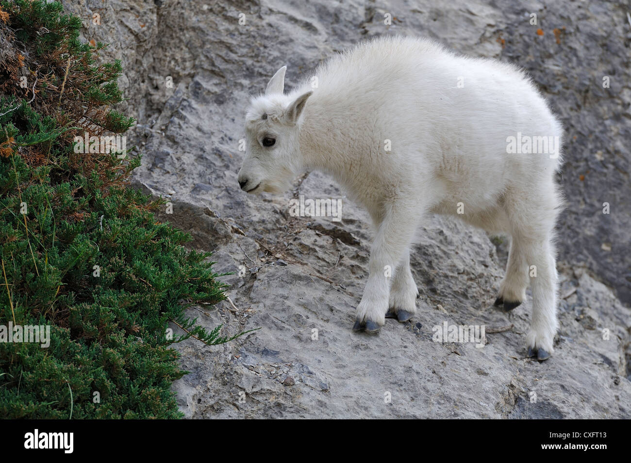 Baby mountain goat -Fotos und -Bildmaterial in hoher Auflösung – Alamy