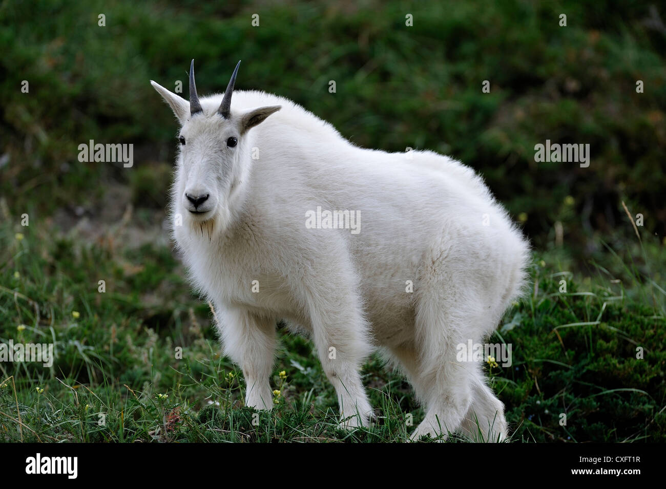 Ziege Stehend Stockfotos und -bilder Kaufen - Alamy
