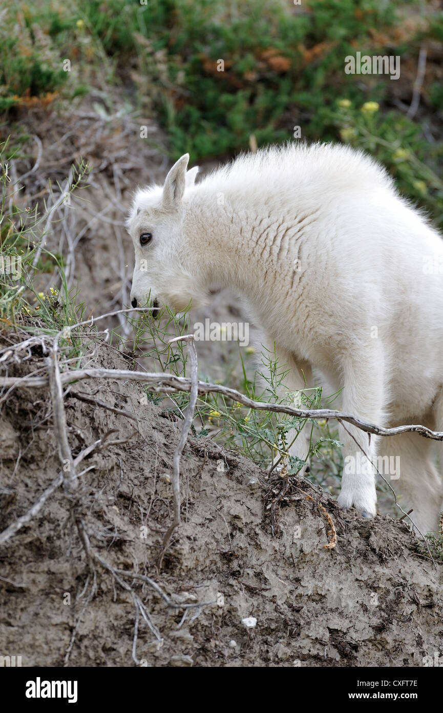 Baby mountain goat -Fotos und -Bildmaterial in hoher Auflösung – Alamy