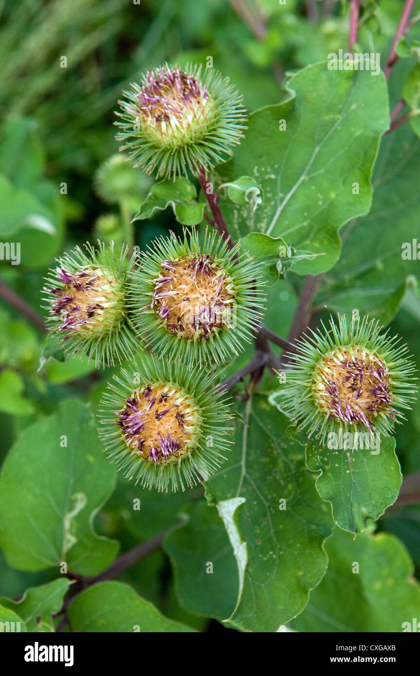Distel berlin -Fotos und -Bildmaterial in hoher Auflösung – Alamy