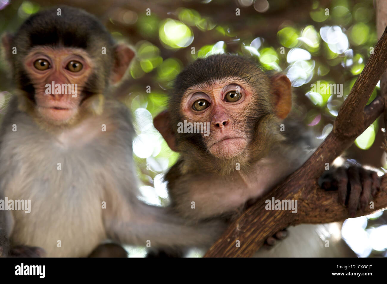 Seltsame affen -Fotos und -Bildmaterial in hoher Auflösung – Alamy